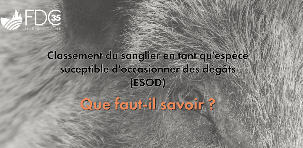 Classement du sanglier en tant qu'espèce susceptible d'occasionner des ...