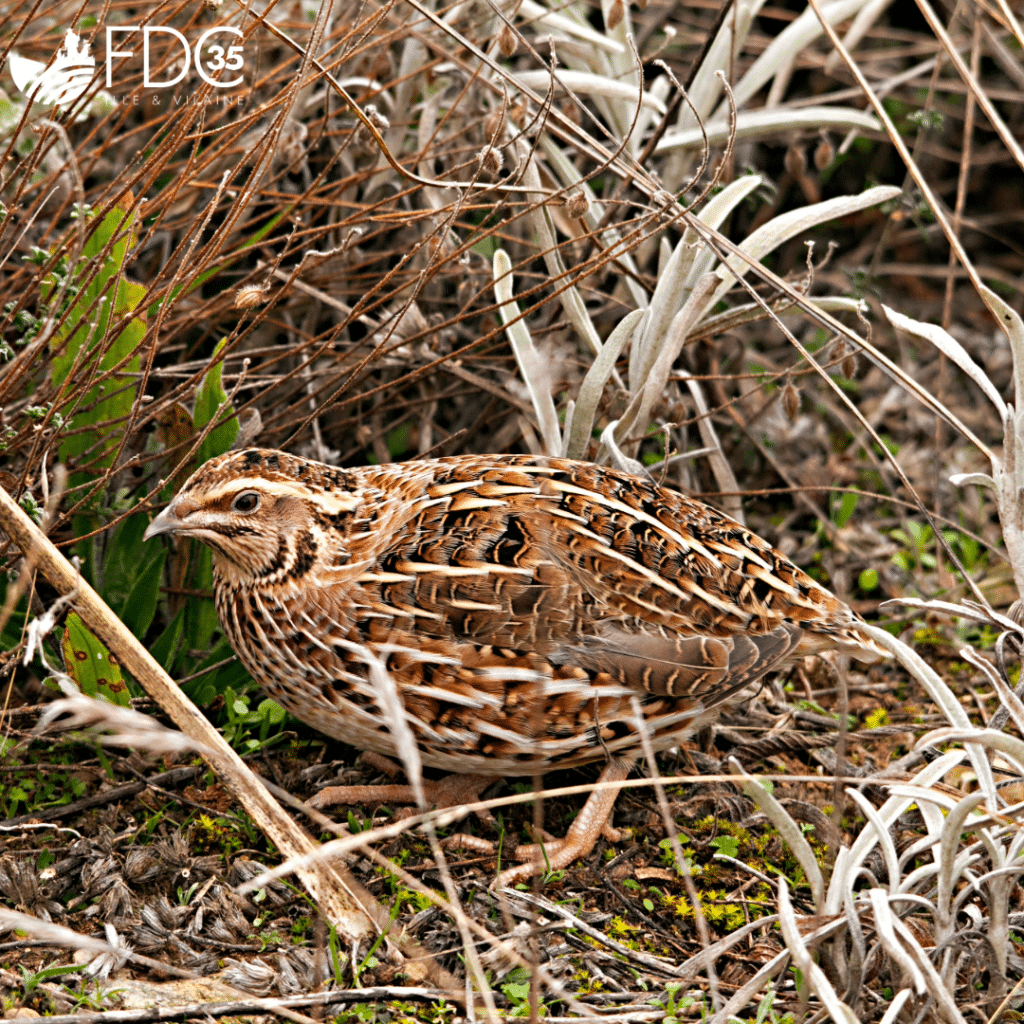 Les opérations de baguage de caille des blés 2025 - FDC 35