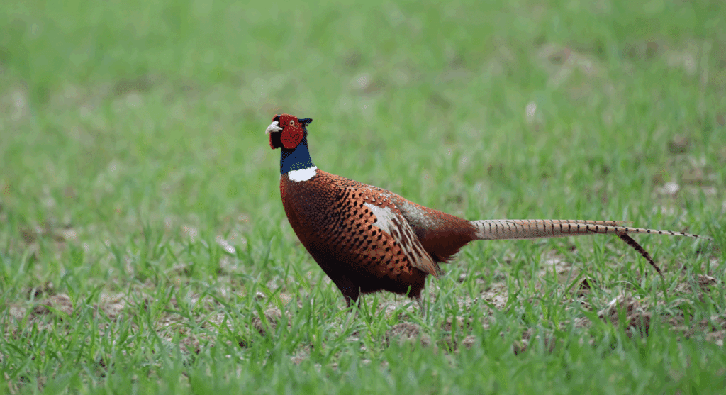 Suivis Faisans Biodiversité - FDC 35