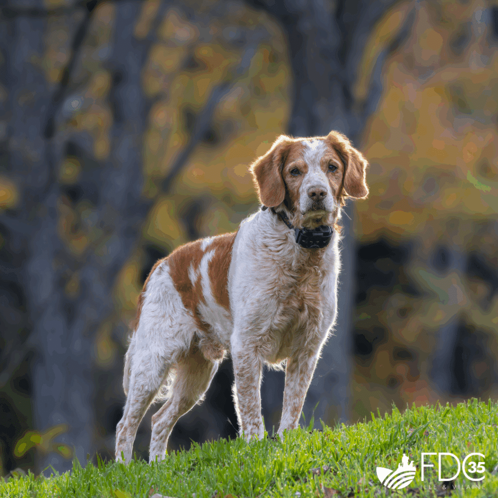 Challenge FDC35 Chiens d'arrêts 2025 - FDC 35