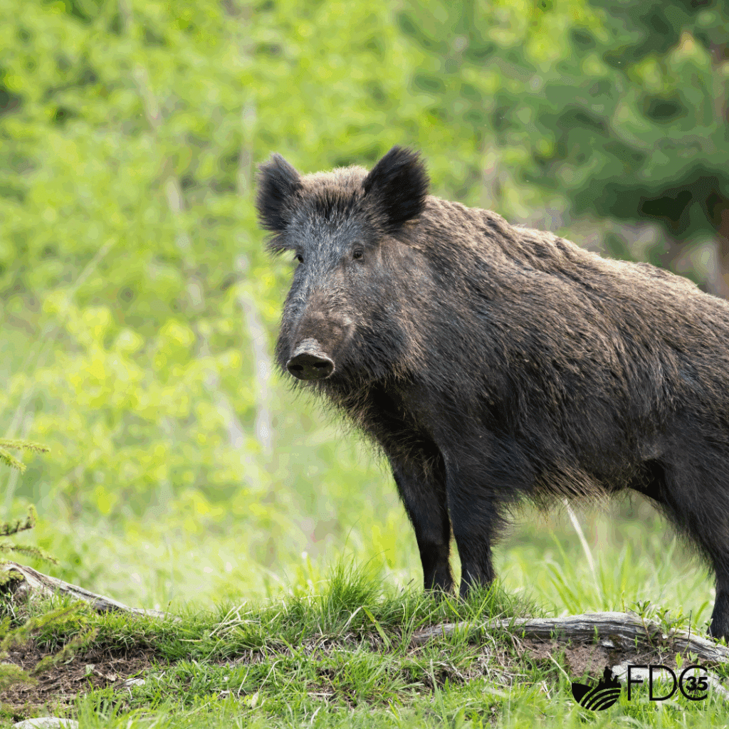 L'actu des prélèvements - FDC 35