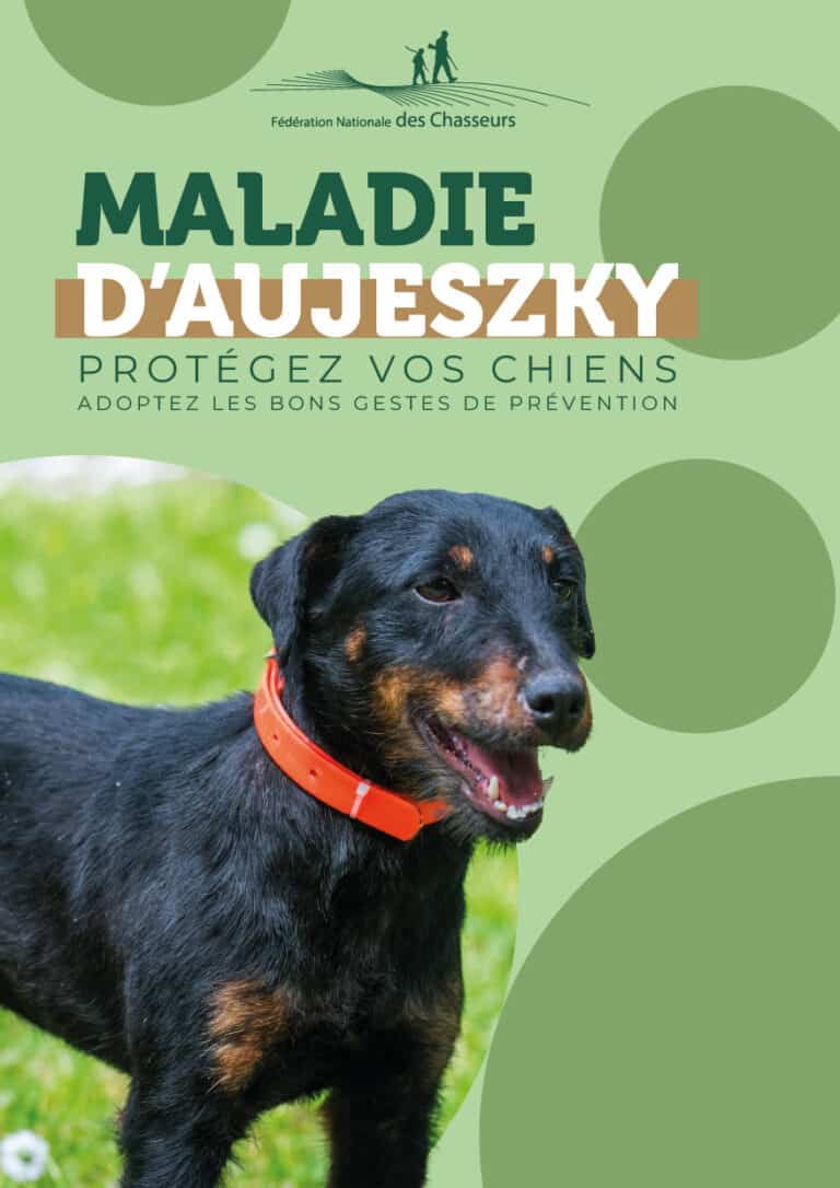 Maladie d’Aujeszky : attention aux chiens en contact avec les sangliers - FDC 35
