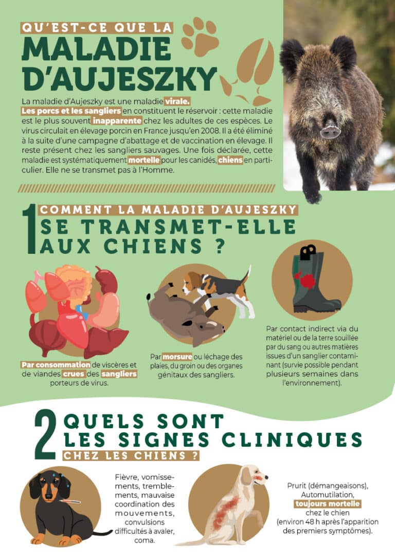 Maladie d’Aujeszky : attention aux chiens en contact avec les sangliers - FDC 35