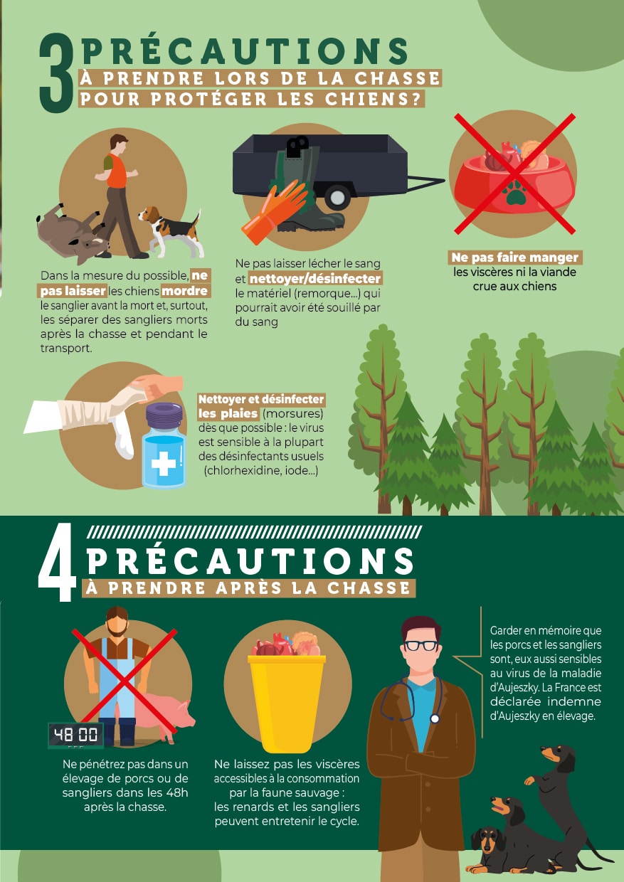 Maladie d’Aujeszky : attention aux chiens en contact avec les sangliers - FDC 35